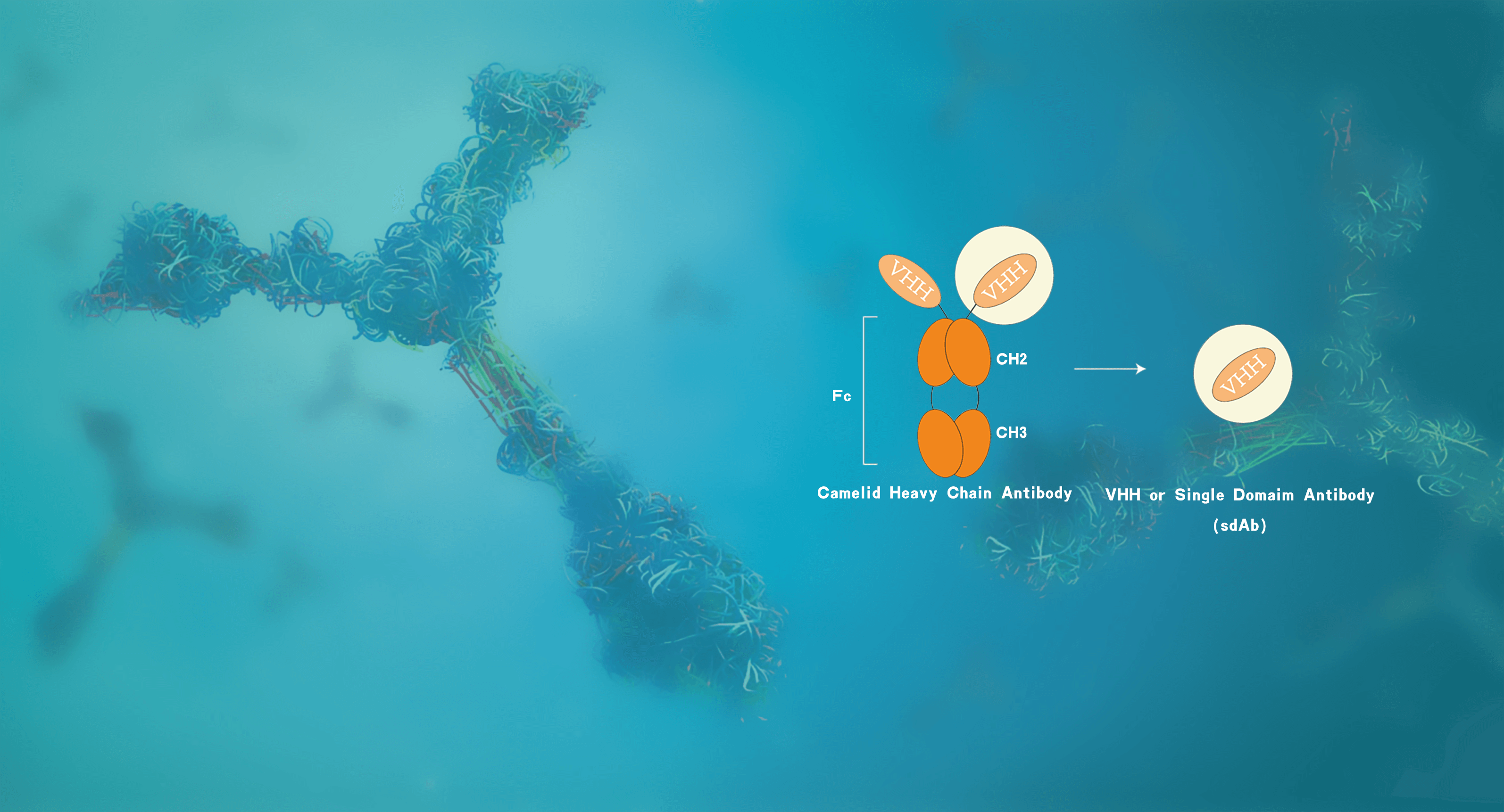 抗体CRO-纳米抗体技术-蛋白表达纯化-靶向GPCR药物发现_深圳康体生物医药科技有限公司