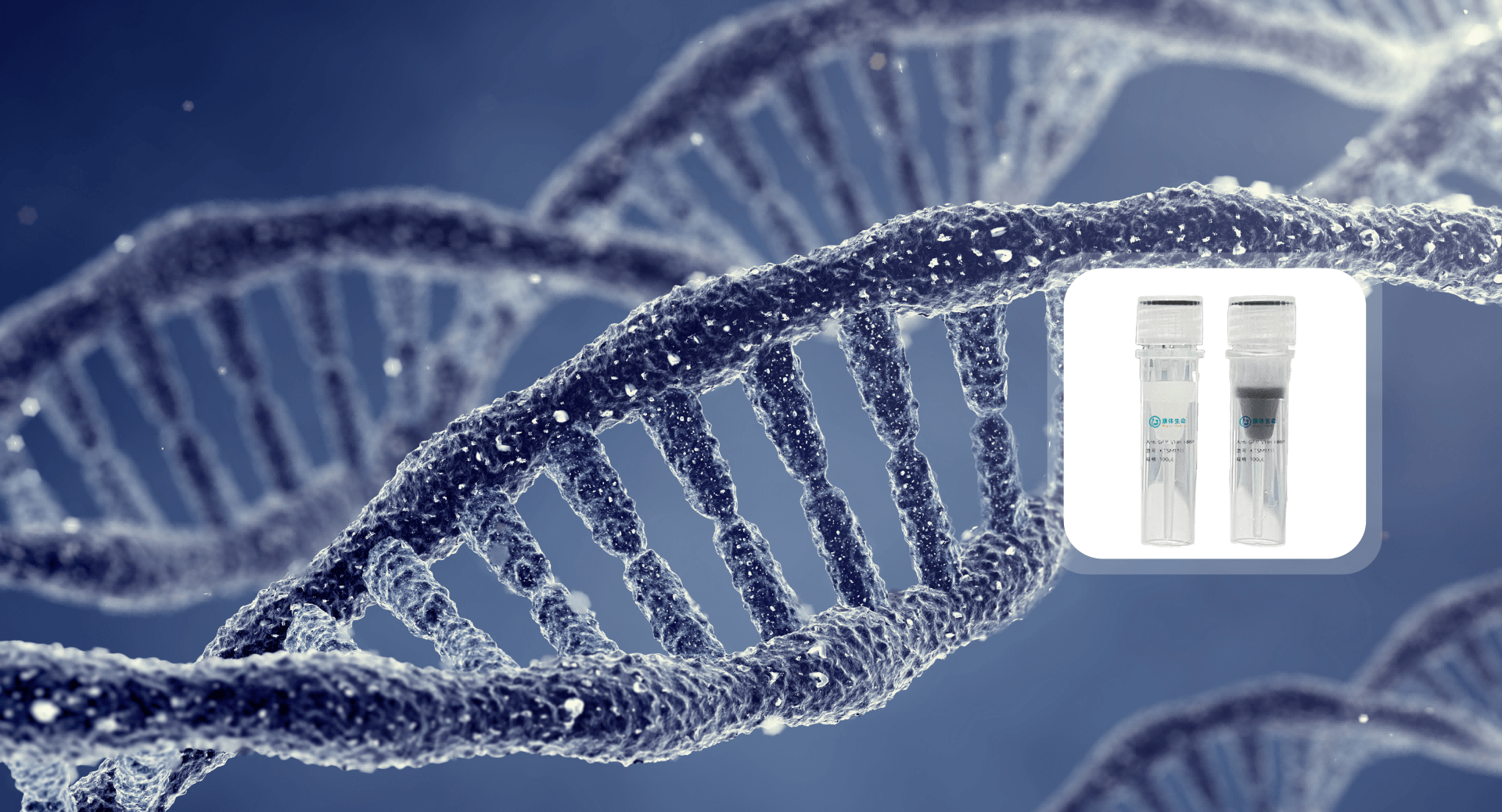 抗体CRO-纳米抗体技术-蛋白表达纯化-靶向GPCR药物发现_深圳康体生物医药科技有限公司